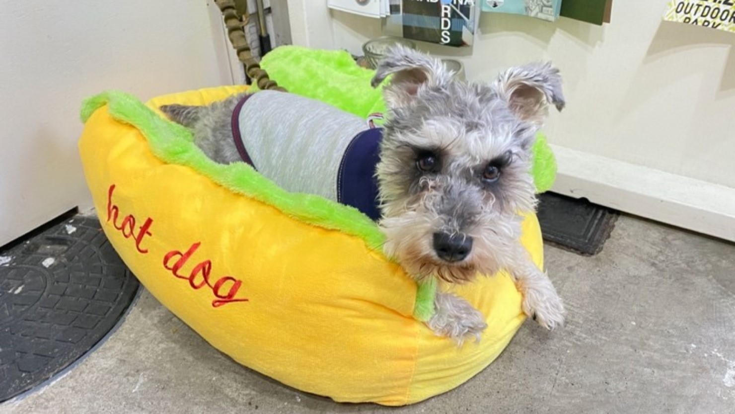 大阪・谷町六丁目「FAT DOG STAND」店主に聞く、掘り出し甲斐のある街の魅力 ～ 店から広がる街の姿 ～｜LIFE LIST - 好き ...