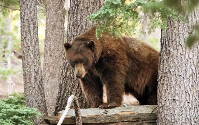 Power cut to sliding homes in Rancho Palos Verdes // L.A. "shaman" weds ...
