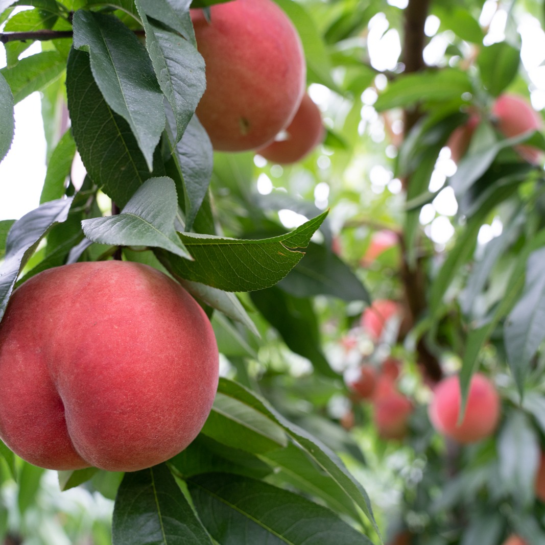 【カリカリ桃】おどろき 3kg（8～12玉）福島の完熟もも | 果物/もも 産直アウル 農家から直接野菜などの食材を購入できる産地直送の宅配通販サイト