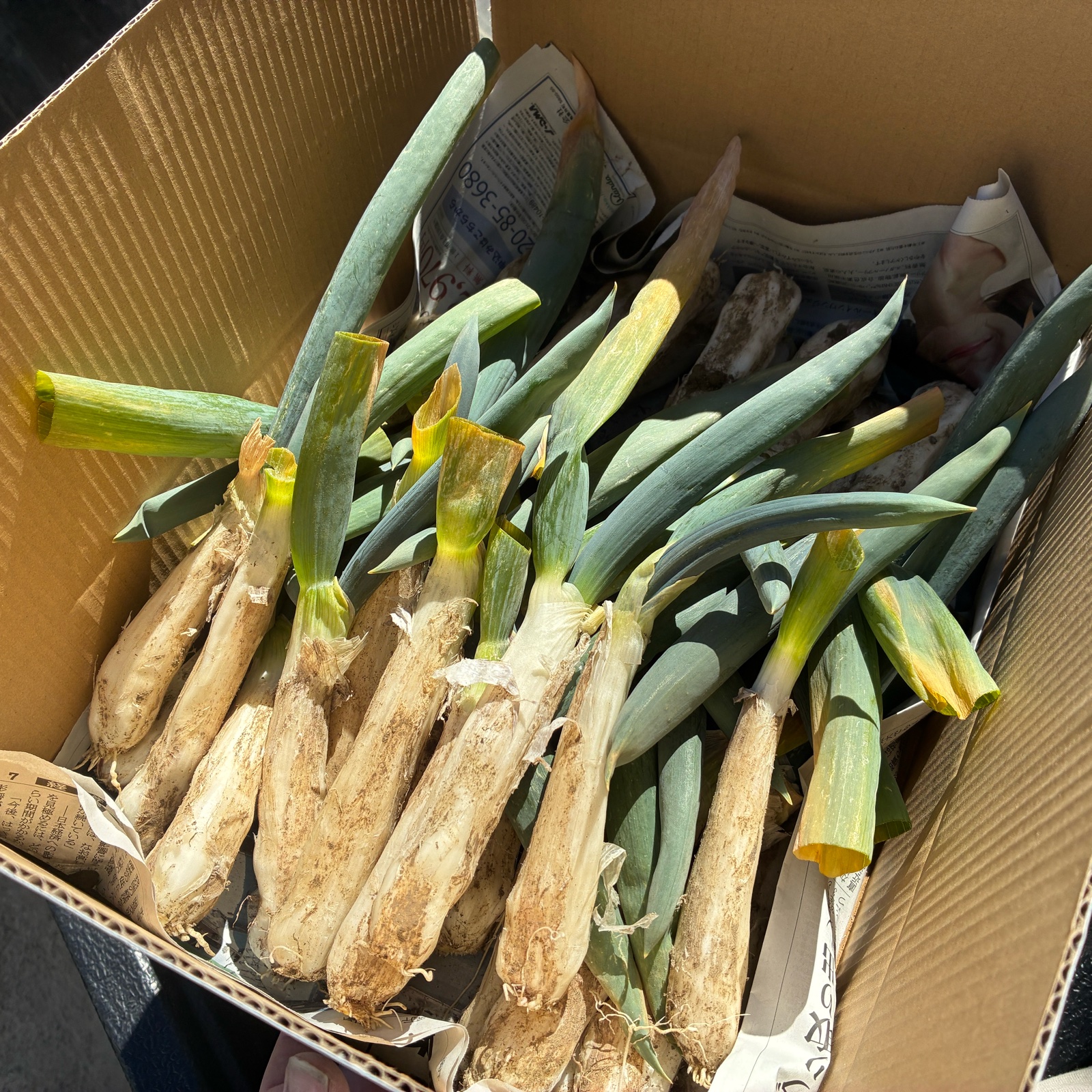 【訳あり】ラストシーズン 下仁田ネギ Sサイズ 30本 | 野菜/ねぎ 産直アウル 農家から直接野菜などの食材を購入できる産地直送の宅配通販サイト